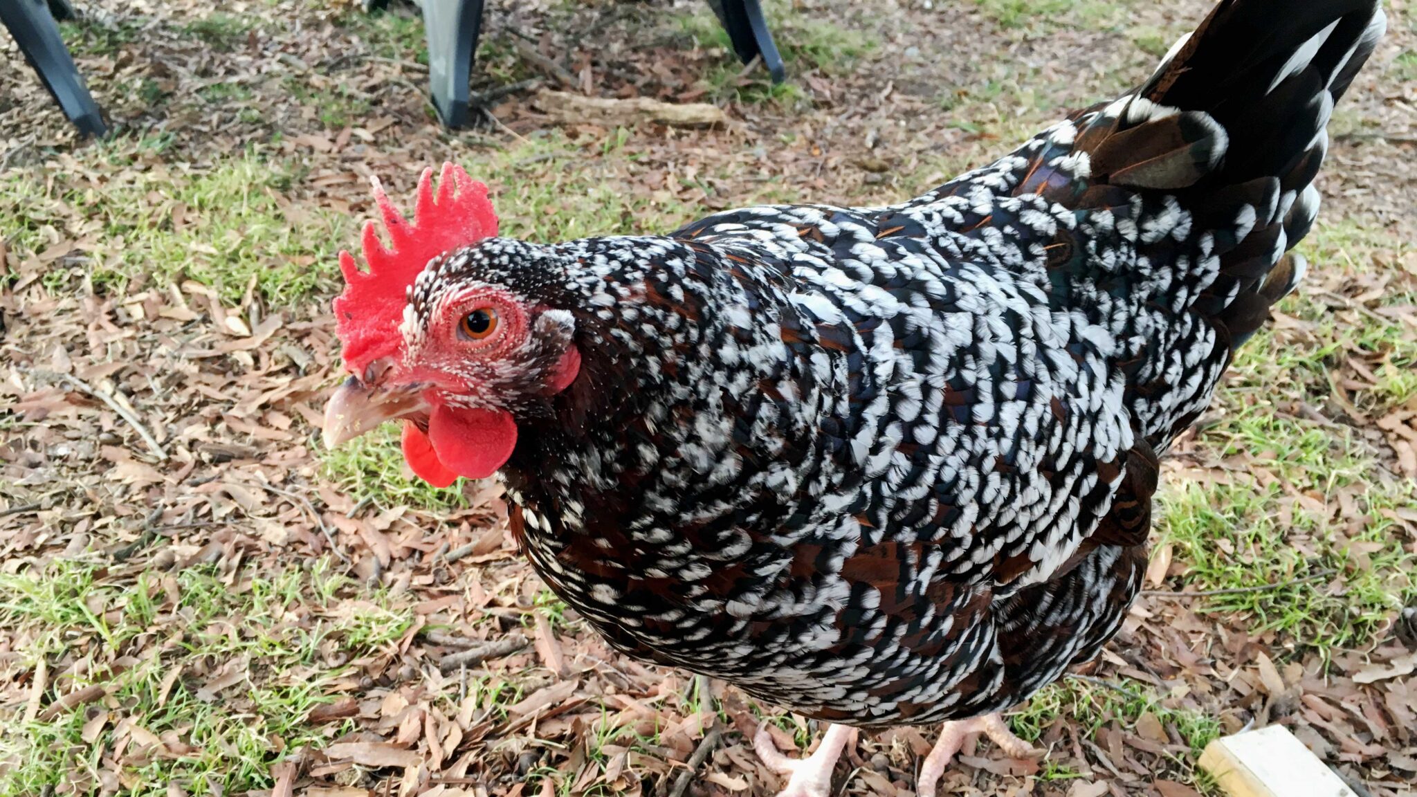 Backyard Chicken Basics - Lazy Guy DIY