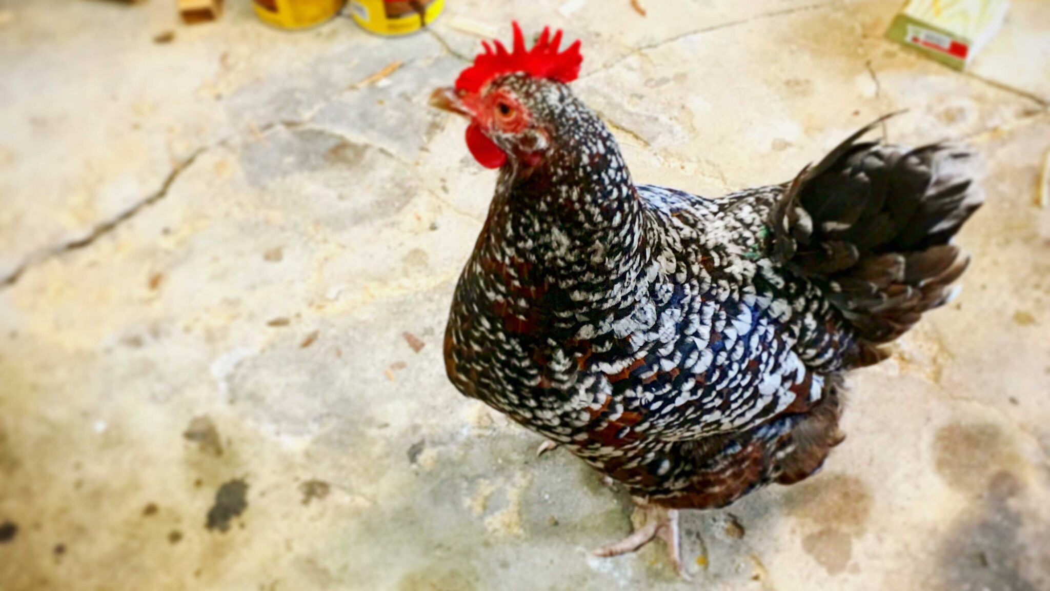 Backyard Chicken Basics - Lazy Guy DIY